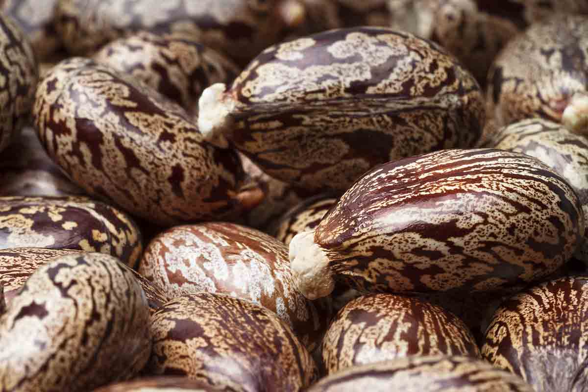 Indian Castor Seed Production Estimated 9% Higher in 2023-24 Season – ICOA