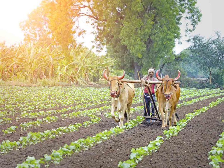 Castor Info – ICOA