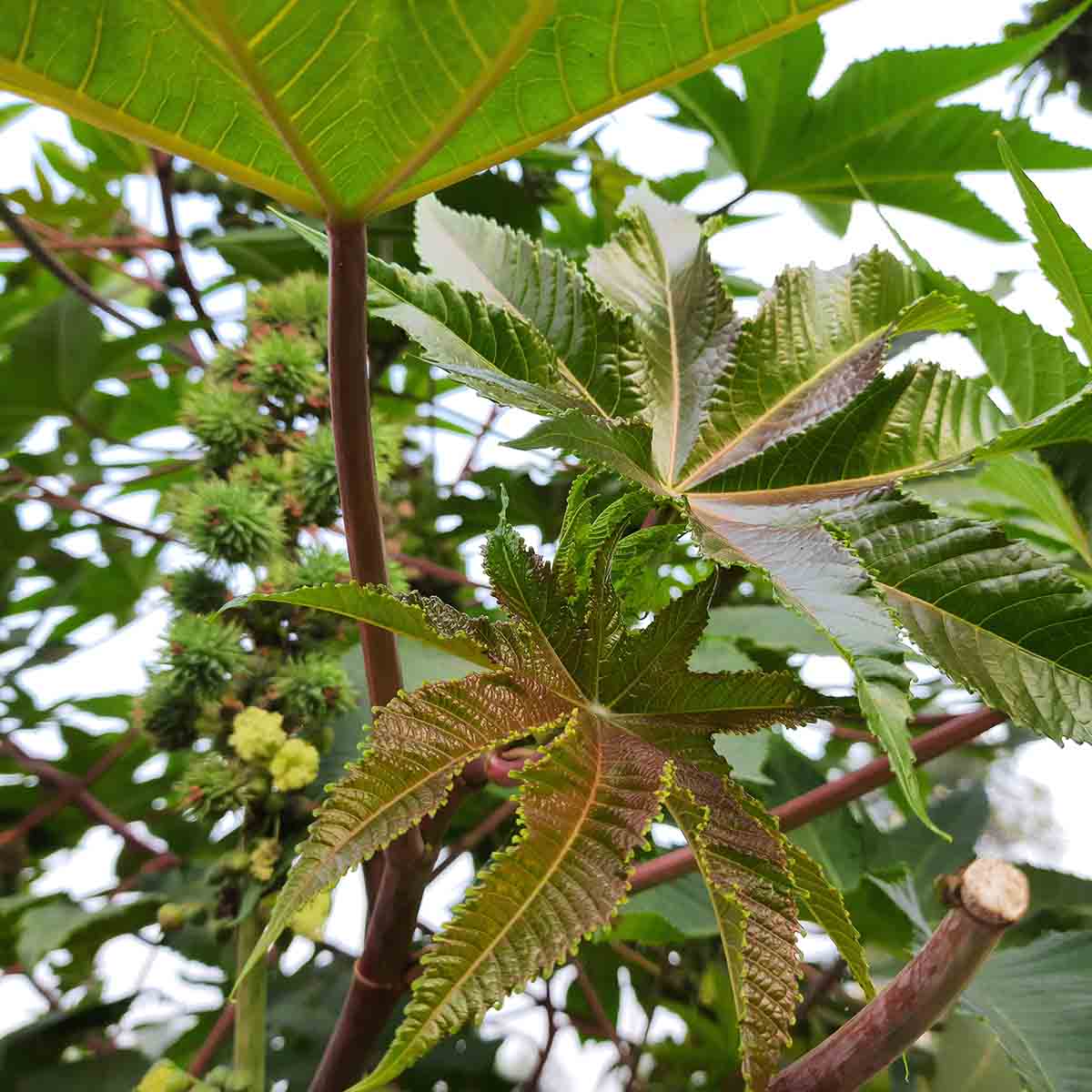 ICOA – International Castor Oil Association